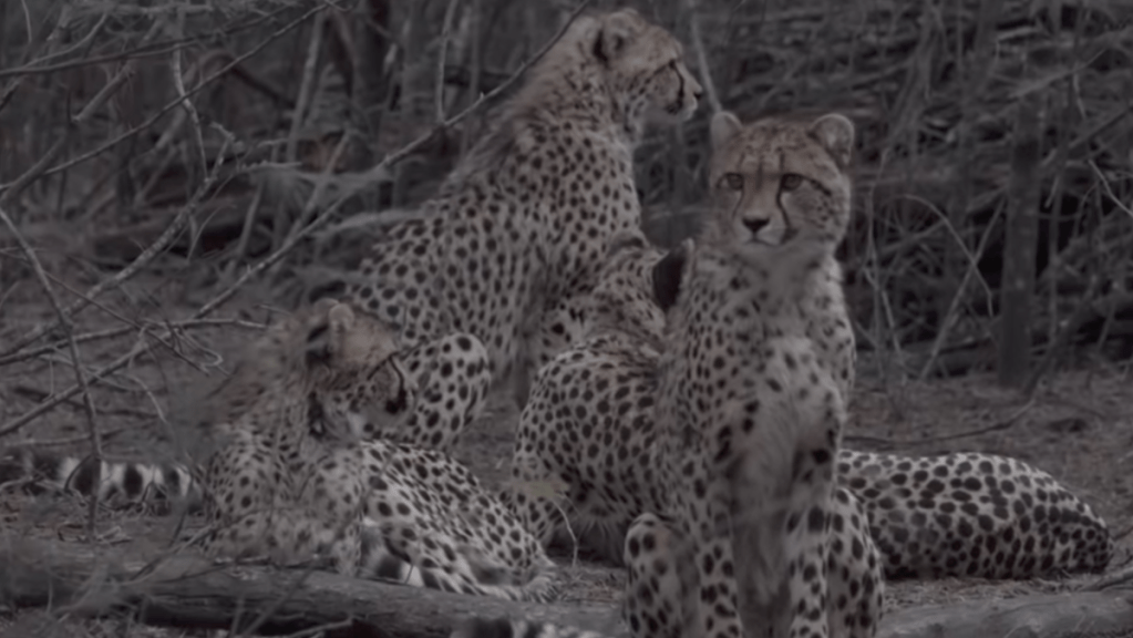 LRP TV - S5:E11 - Aaron on the Plains of Africa - Gunwerks UK