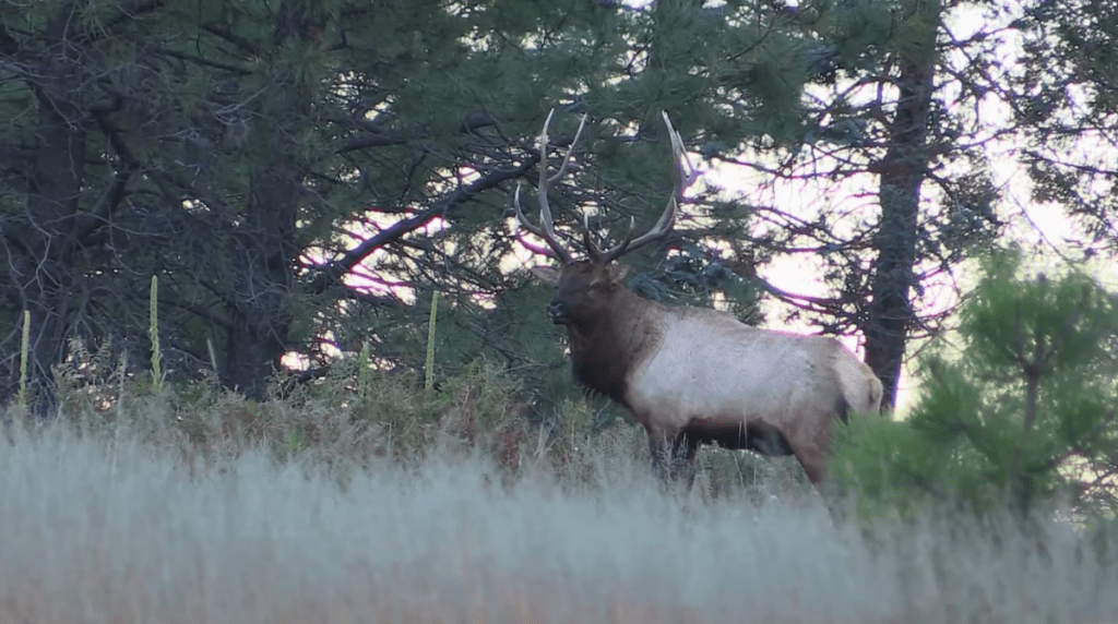 LRP TV - S4:E18 - 400 Class Bull Elk with a Muzzleloader - Gunwerks UK
